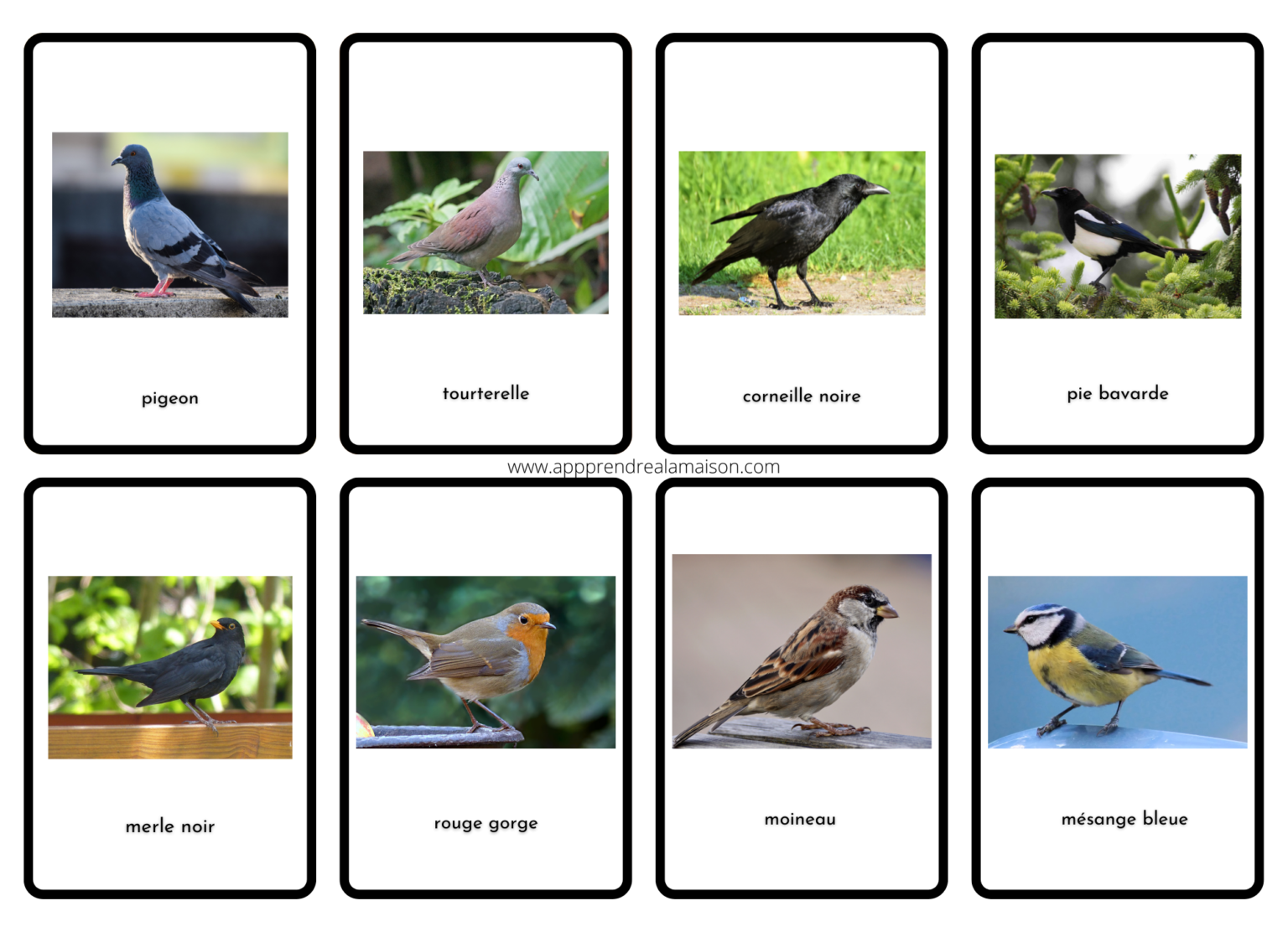 Cartes-Classifiées: Les oiseaux du jardin - Apprendre à la Maison
