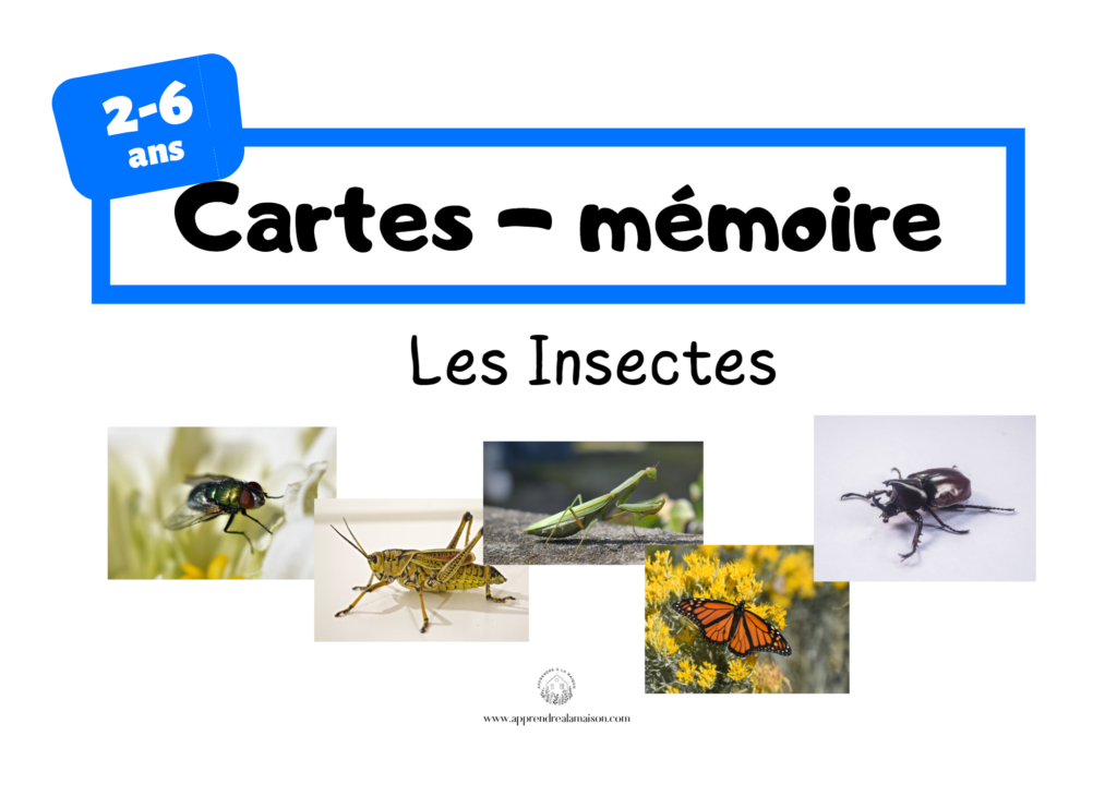 Cartes Classifiées – Les insectes - Apprendre à la Maison