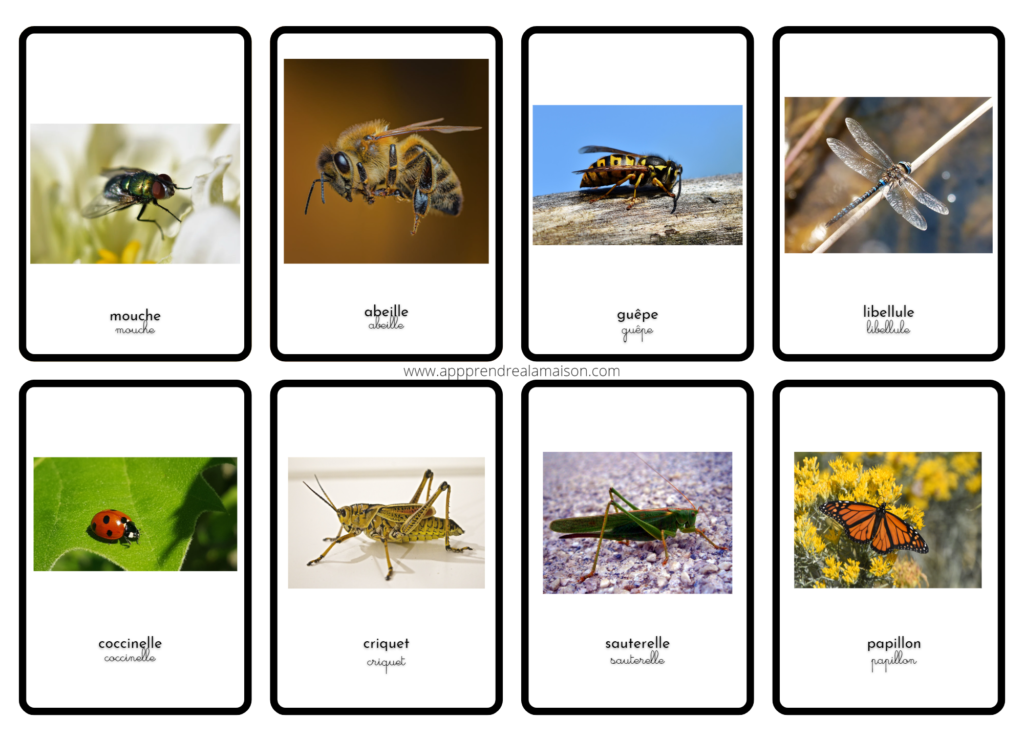 Cartes Classifiées – Les insectes - Apprendre à la Maison